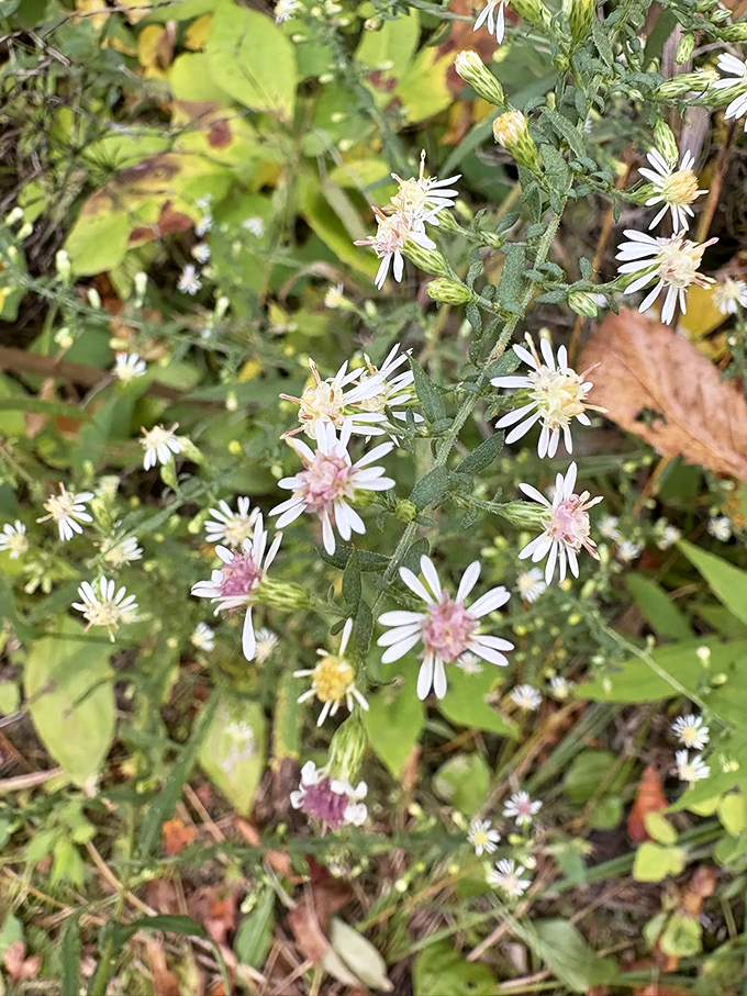 Michigan's tiniest wildflowers putting on their Broadway show. These delicate blooms are the understated stars of Haven Hill's natural stage.