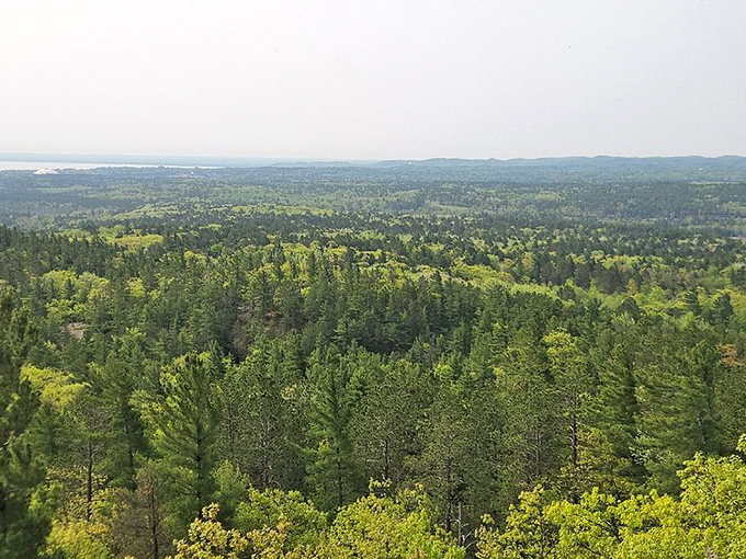From this vantage point, the dense forest canopy stretches toward the horizon &ndash; it's like looking at Earth's green hairdo from above.