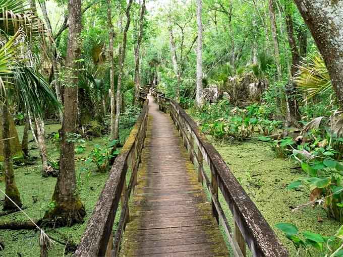 Highlands Hammock State Park's elevated boardwalk invites nature lovers to explore ancient cypress swamps without disturbing their delicate ecosystem.