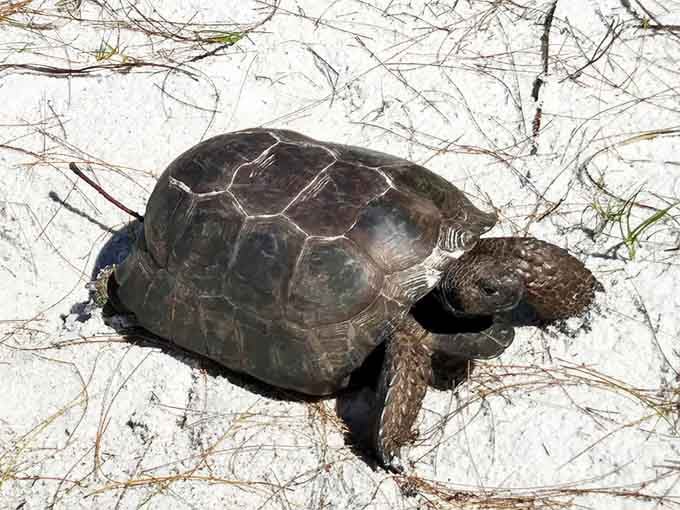 Loggerhead Sea Turtle: Bean Point's VIP visitor &ndash; a loggerhead turtle making its determined journey across the sand, continuing a ritual millions of years old.