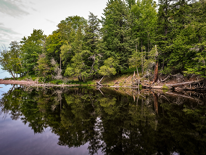 A cathedral of green where sunlight filters through leaves like stained glass, creating nature's most peaceful sanctuary.