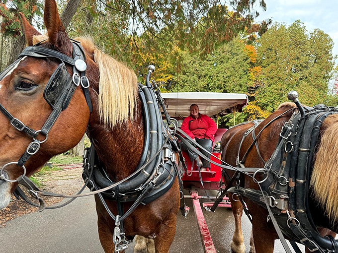 From this carriage-eye view, the island's natural beauty unfolds at the perfect pace, allowing travelers to absorb every detail of the landscape.