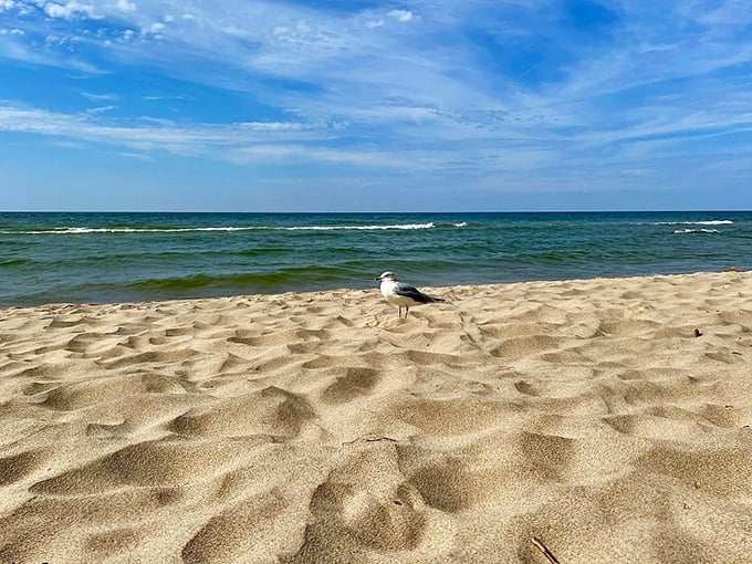 "Excuse me, is this spot taken?" A lone seagull claims prime real estate on Michigan's most pristine beachfront property.