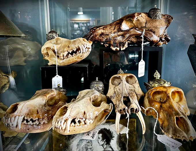 The skull collection ranges from educational to decorative, each specimen ethically sourced and thoughtfully presented.