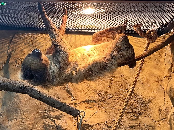 This sloth has mastered the art of doing absolutely nothing and looking adorable while doing it, truly living its best life.