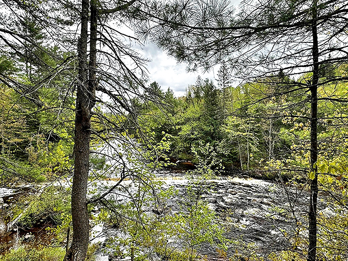 Wild waters: The Sturgeon River dances between pine sentinels, its amber waters carrying centuries of Upper Peninsula stories.