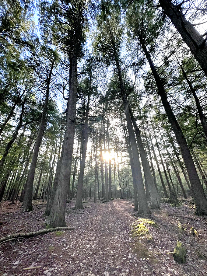 Towering pines stand like ancient sentinels, their height making visitors feel wonderfully small in the best possible way.