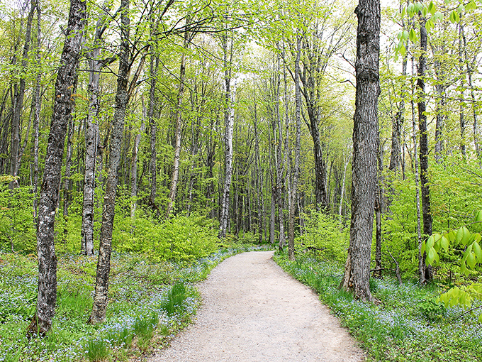Nature's cathedral, where the trees form walls and the sky creates a ceiling that no architect could ever replicate.