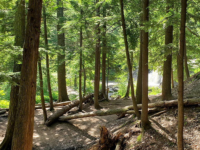 Sunlight filters through the forest canopy, creating that magical lighting that makes everything look like a movie scene.