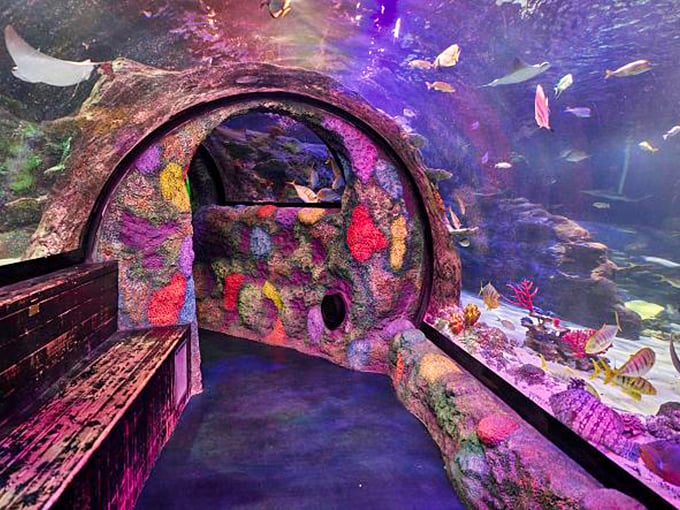 Vibrant coral formations create a psychedelic underwater landscape that rivals any art installation in the state.