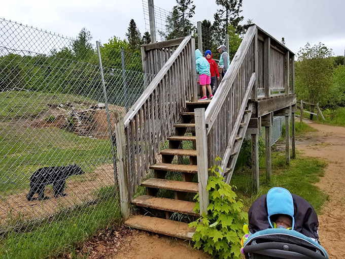 The elevated viewing platform: Where humans can safely observe bears without becoming an unscheduled part of the food chain.