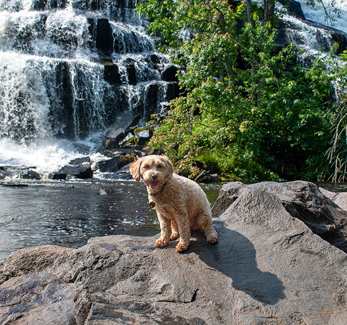 Even four-legged tourists appreciate the majesty of Bond Falls &ndash; though they're probably more interested in the interesting smells than the scenic views.