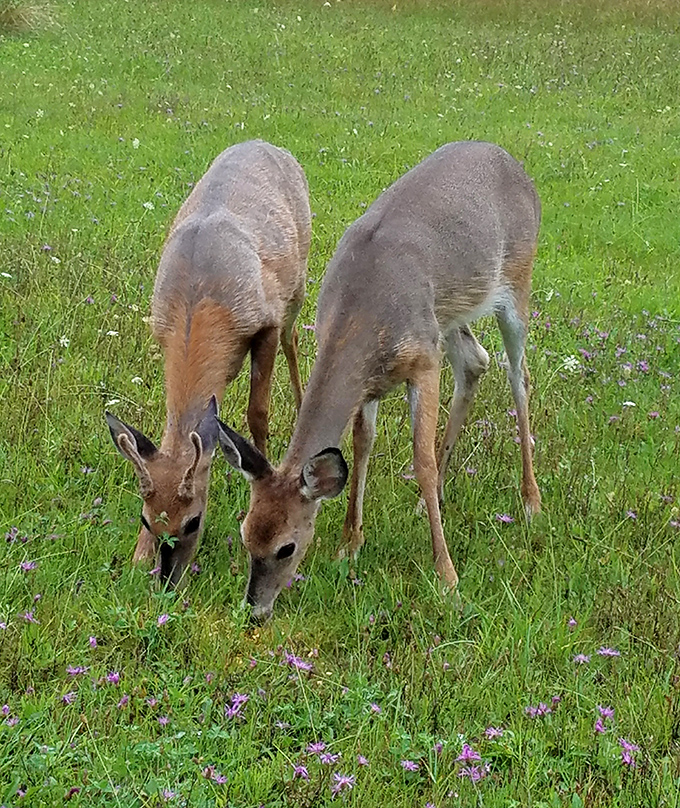 Deer Meadow: Two white-tailed deer enjoy breakfast in a wildflower-dotted field, completely unbothered by your presence – wildlife encounters are just part of daily island life.