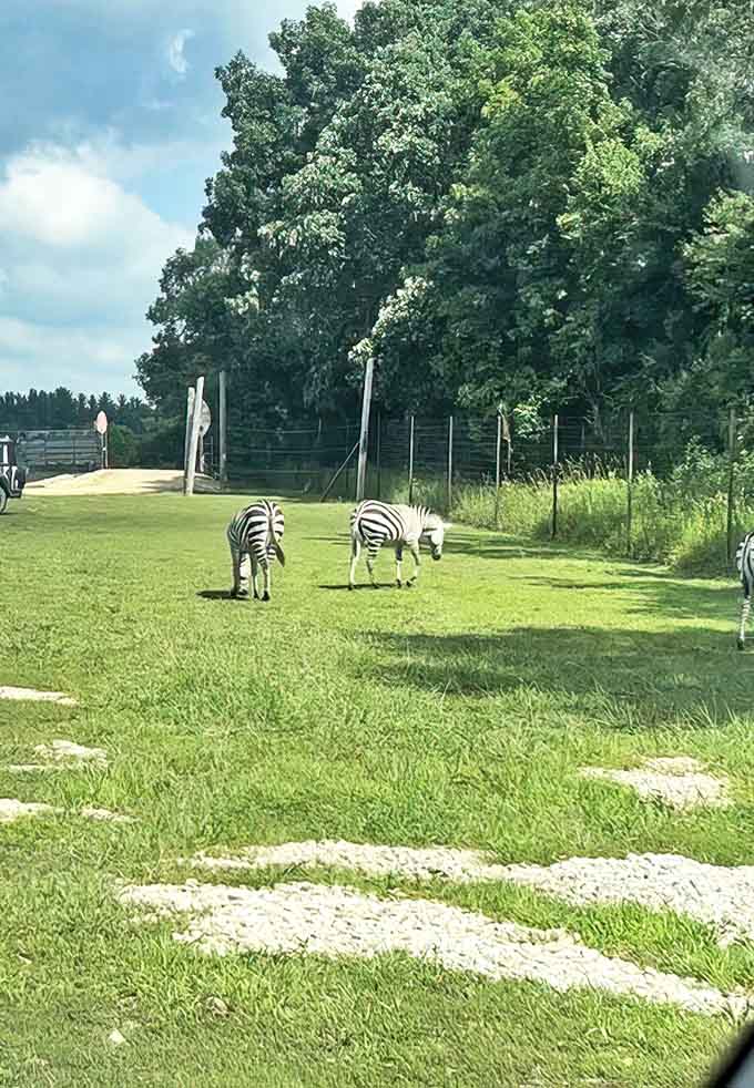 Zebras graze peacefully along the safari route, their stripes creating living optical illusions against the green Wisconsin landscape.