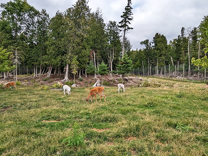 A peaceful scene of deer grazing in their spacious enclosure, showing off nature's variety in coat colors and patterns.