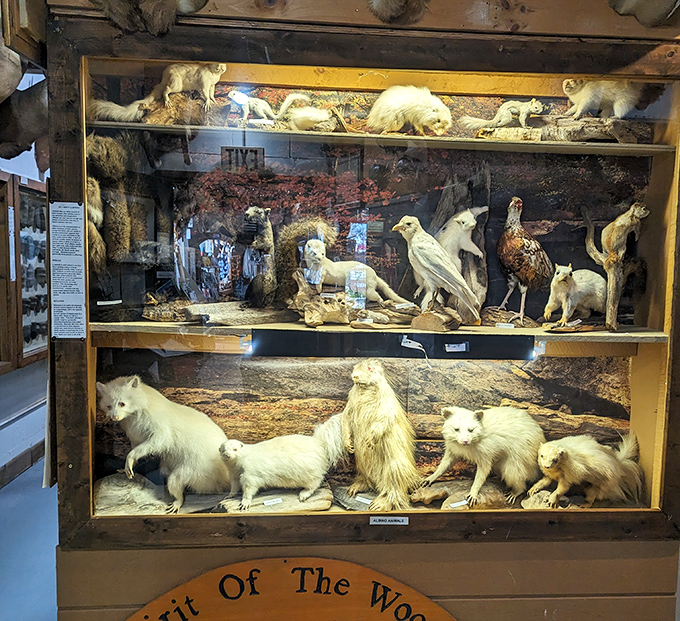 The ghostly beauty of albino wildlife creates an ethereal display that feels almost mythical among the museum's natural history.