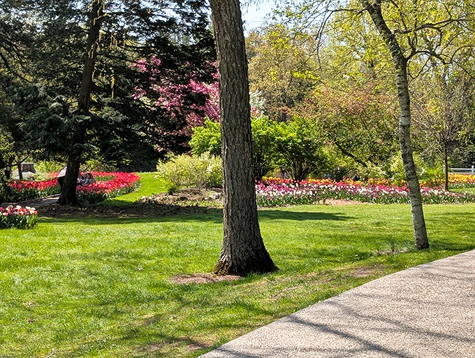 Spring's grand performance: Tulips take center stage while flowering trees provide a dreamy backdrop in this perfectly orchestrated garden scene.