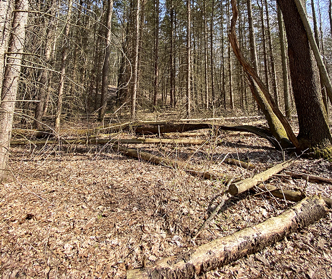 The forest floor tells silent stories of cycles and seasons, where fallen giants become nurseries for new life.