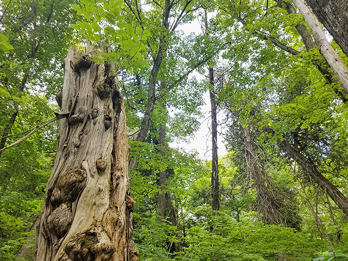 Woodland sentinels stand guard in Michigan's primeval forest, where time moves to the rhythm of seasonal changes.