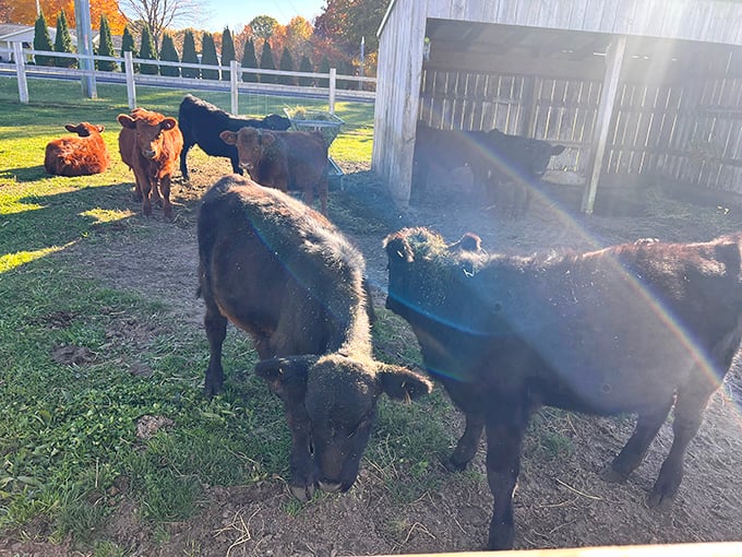 These cattle are living their best lives, casually ignoring the paparazzi while secretly planning their next field trip.