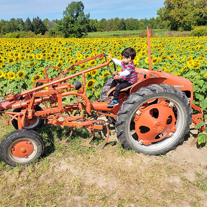 Future farmer in training! This vintage orange tractor becomes a playground where imagination harvests memories that will last a lifetime.
