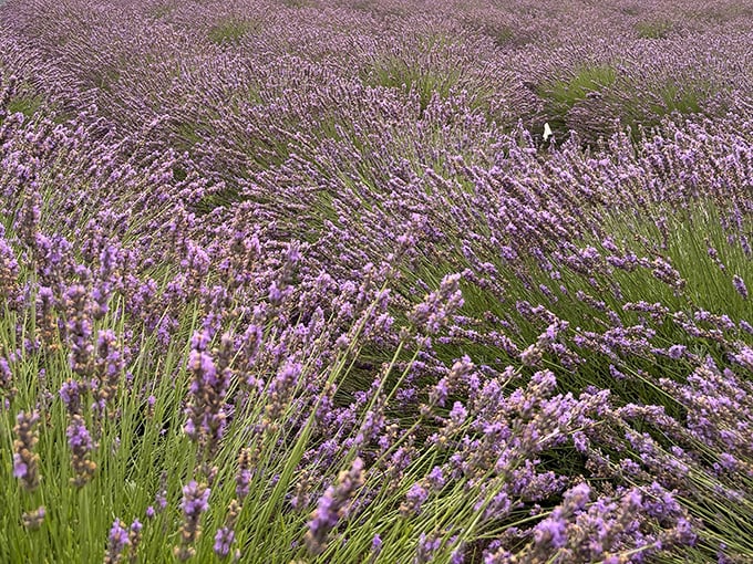 Close-up of lavender blooms reveals their intricate beauty &ndash; tiny purple fireworks that celebrate summer with both color and fragrance.