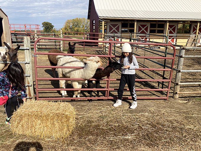 Llama lounging at its finest. The well-designed enclosures give these woolly celebrities plenty of space to socialize or enjoy some alone time.