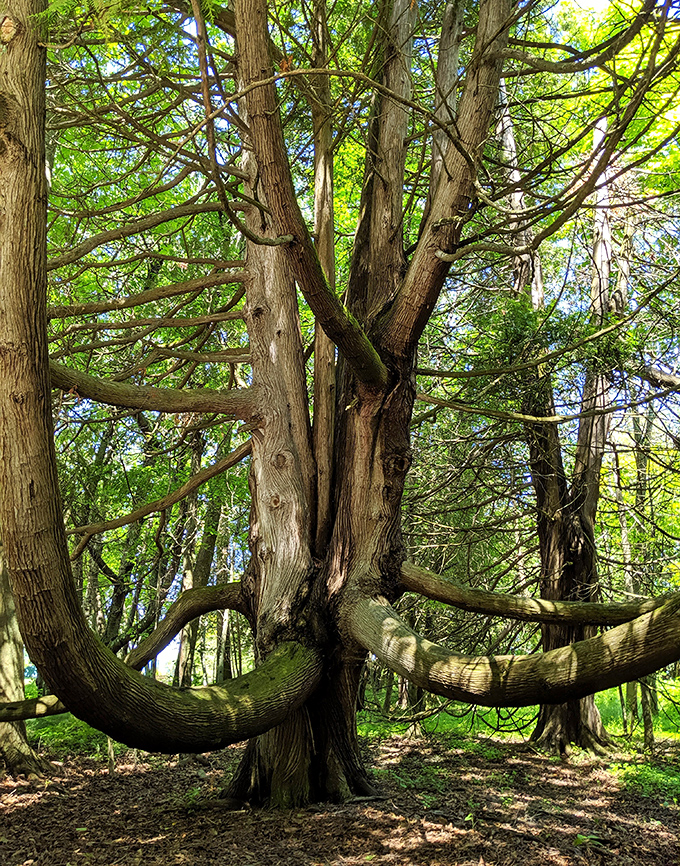 This ancient cedar has been doing yoga for centuries, its limbs stretching toward the sky in perfect harmony.