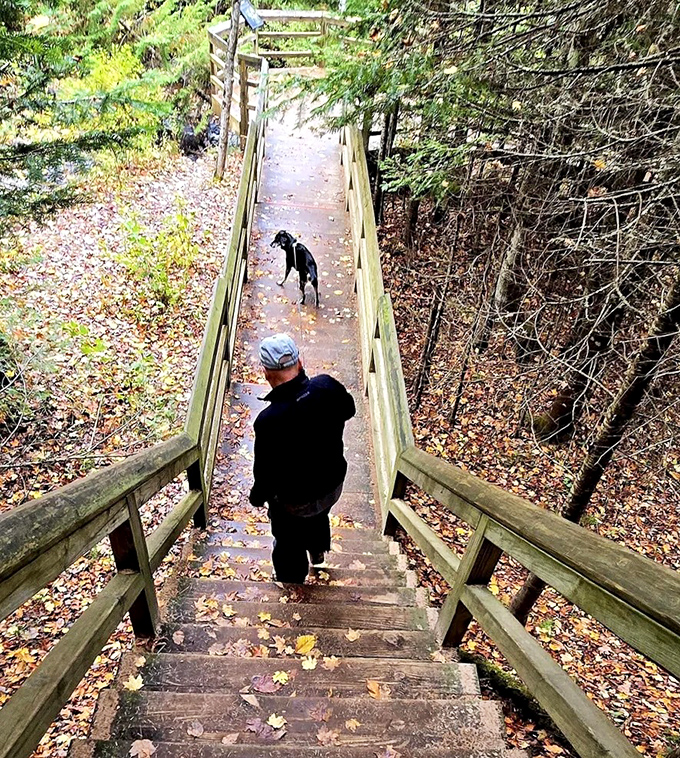 Man's best friend leads the way down the autumn-kissed trail, where every fallen leaf creates nature's most beautiful carpet.