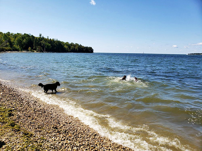 Dogs living their best life at Peninsula State Park's pet-friendly beach &ndash; proof that paradise isn't just for humans.