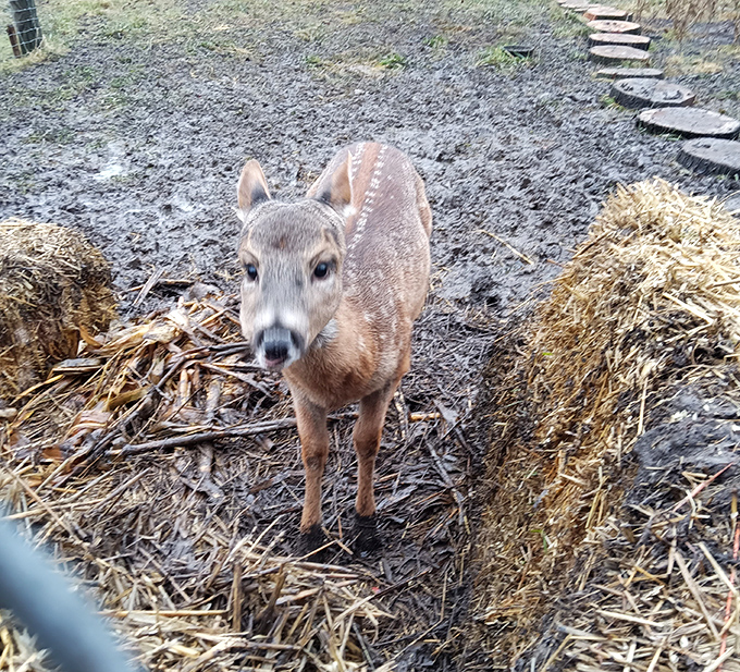 This delicate deer appears to be posing for its glamour shot, the spotted coat and alert expression capturing the essence of woodland grace.
