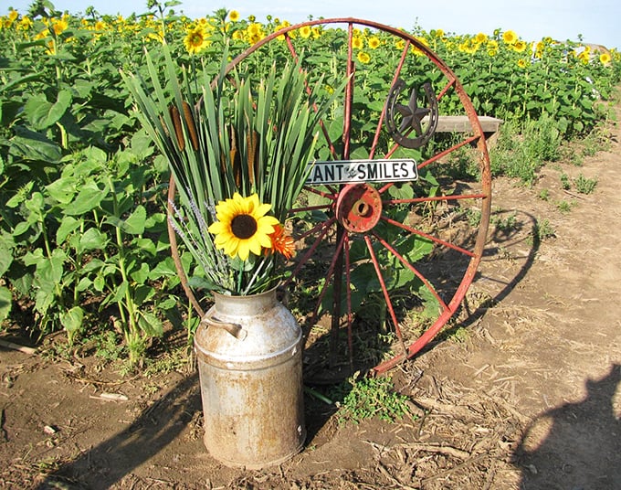 Rustic farm equipment finds new purpose as artistic backdrop, where "Plant Smiles" isn't just a sign&mdash;it's a philosophy.