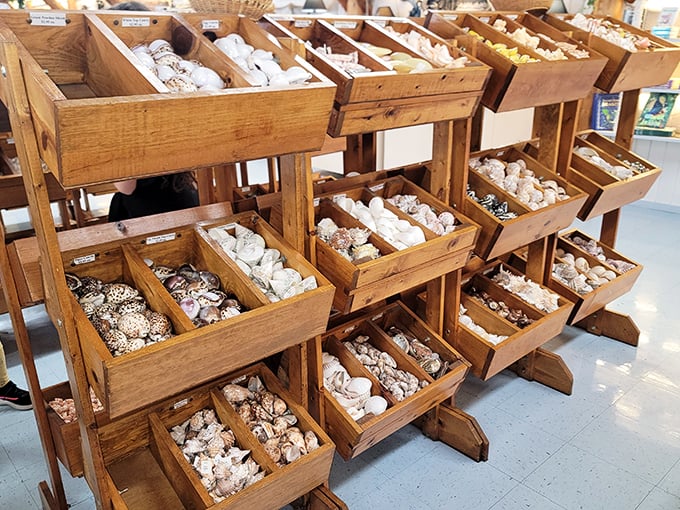 Mother Nature's jewelry box spills open in these wooden bins, where countless shells await new homes and curious fingers.