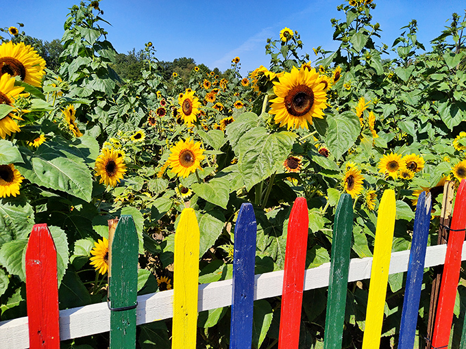 A rainbow fence guards golden treasures beyond, proving that sometimes the most Instagram-worthy moments come from the simplest combinations.