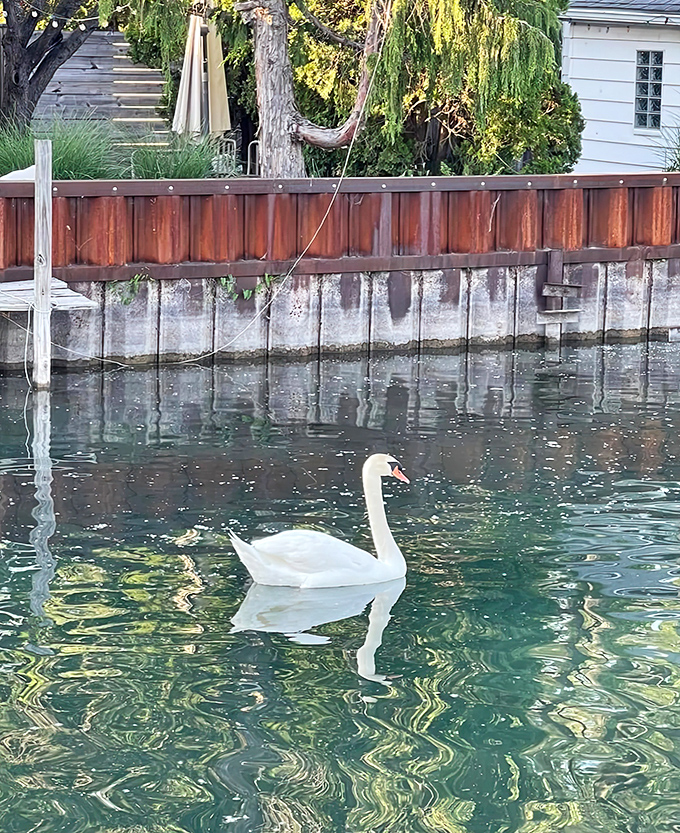 This regal resident glides through emerald waters, serving as the unofficial (and occasionally temperamental) welcoming committee of Detroit's canal district.