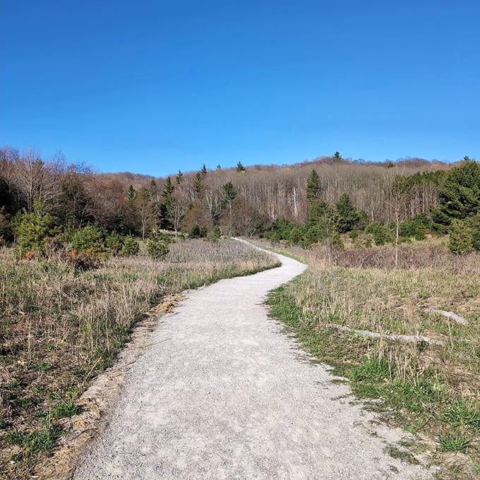 This gentle trail at Pyramid Point invites contemplative walking and spontaneous nature photography stops.