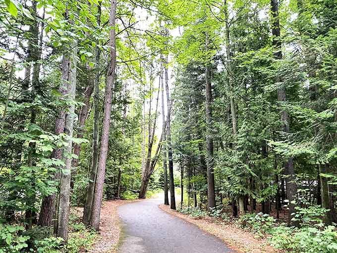 Nature's cathedral &ndash; sunlight filters through the dense forest canopy, creating dappled patterns on the peaceful hiking trails.