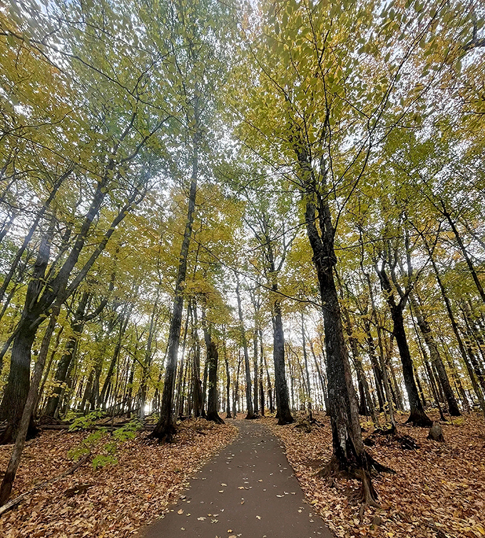 Towering trees create nature's colonnade, their leafy canopy filtering sunlight into a kaleidoscope of green-gold warmth.