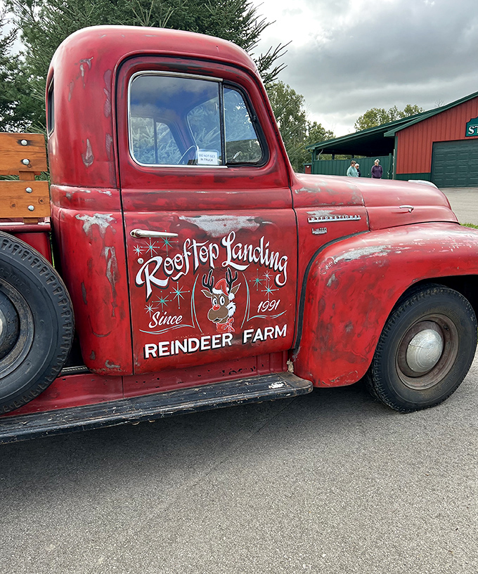 The vintage Rooftop Landing truck stands as a charming sentinel, its weathered red paint telling stories of Christmas deliveries from years gone by.