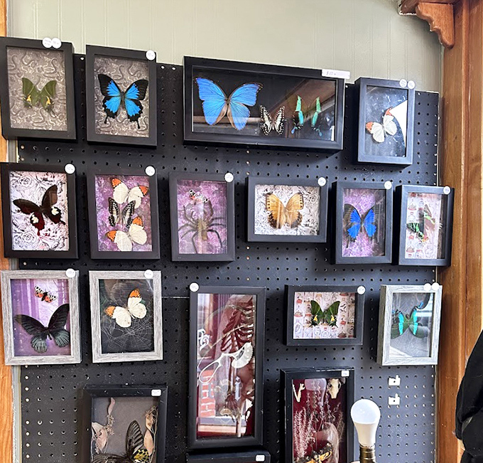 Delicate butterflies and insects preserved in artistic displays &ndash; nature's artwork captured forever behind glass.