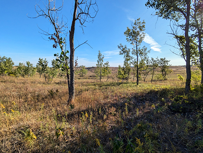 Dappled sunlight filters through sentinel-like trees, creating natural spotlights on the sandy path ahead.