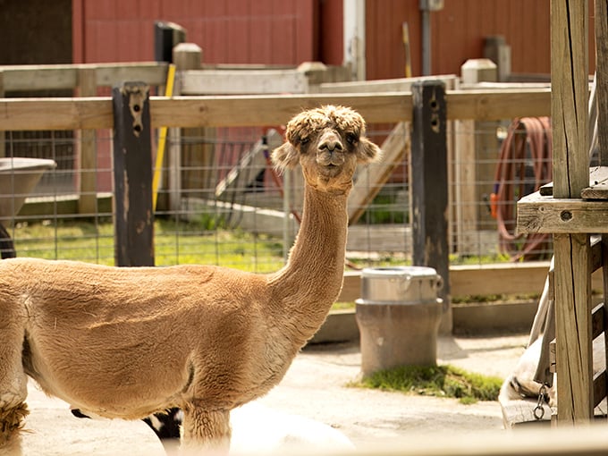 "Your haircut looks ridiculous too, human." This alpaca's judgmental gaze and fabulous fluff make for unforgettable encounters.