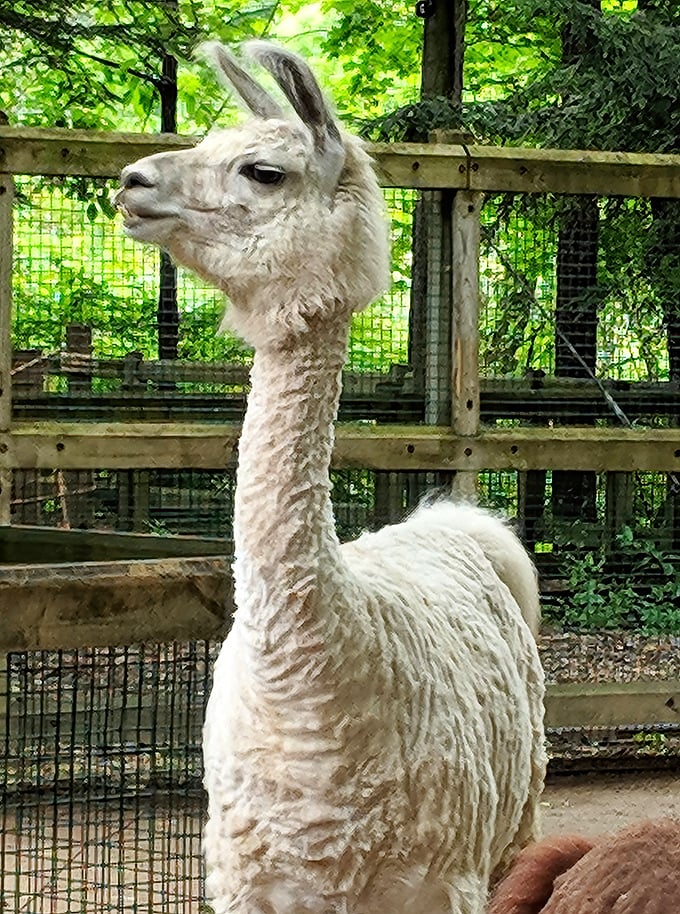 This alpaca's supermodel good looks and fabulous hairdo put most humans' selfie game to shame.