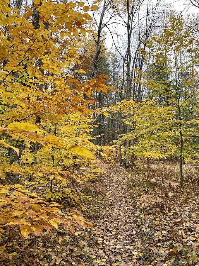 Autumn's golden canopy creates nature's most spectacular ceiling, with a leaf-carpeted path that crunches satisfyingly with each footfall.