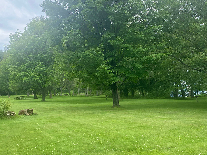 Sunlight dapples through towering trees at Black River Harbor Recreation Area, where nature offers the kind of peace you can't download.