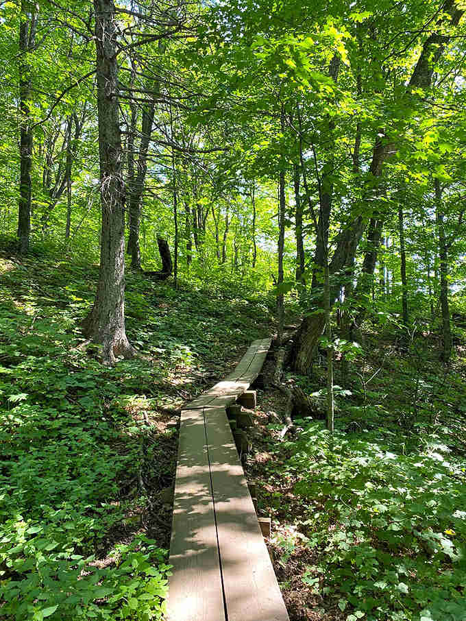 Boardwalk: This wooden pathway through lush greenery offers a civilized stroll through wilderness – nature with training wheels.