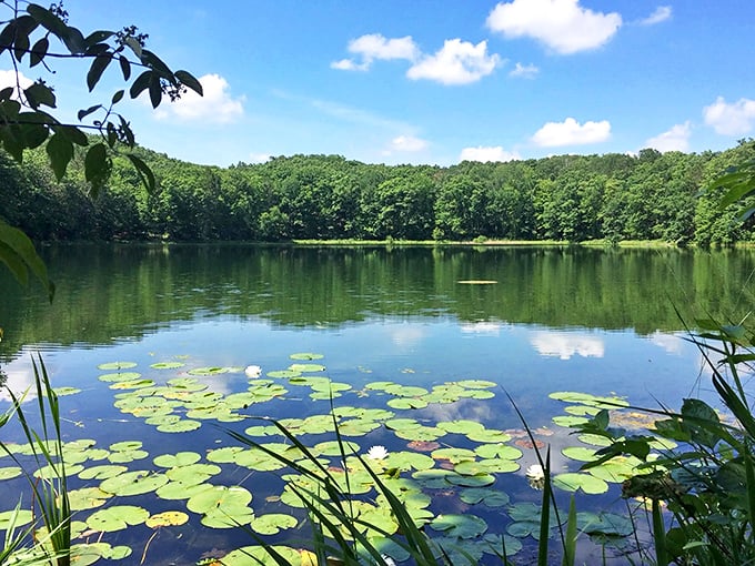 Lily pads dot Bowman Lake like nature's stepping stones, creating a Monet-worthy scene under Michigan's impossibly blue summer sky.