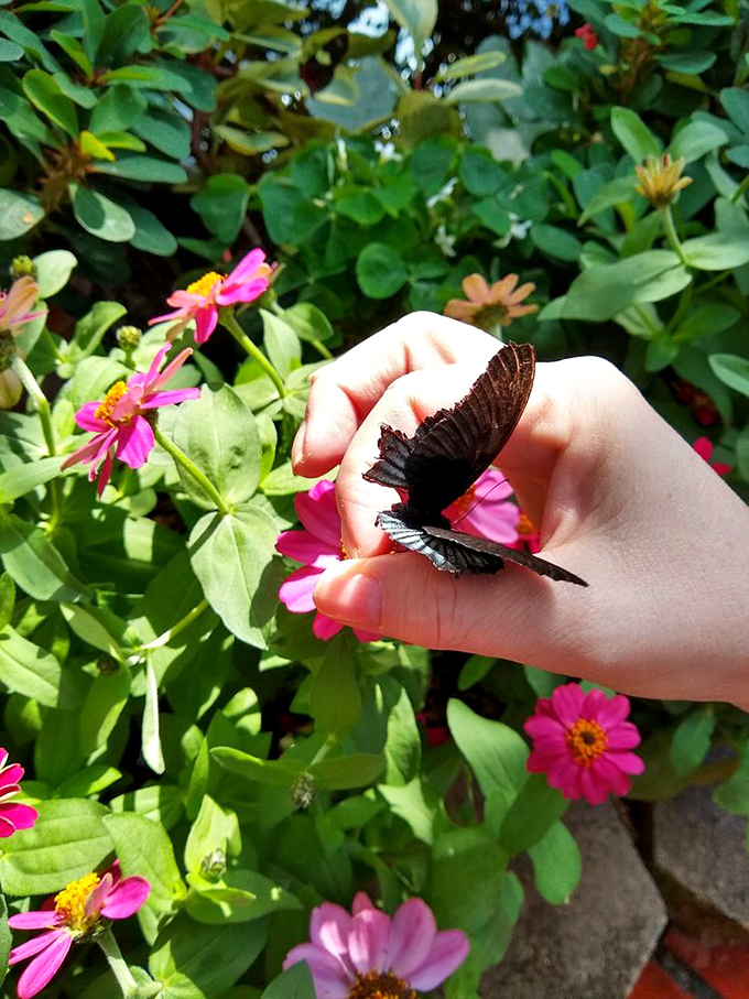 A delicate visitor takes a momentary break on a human hand, creating an ephemeral connection between two very different worlds.