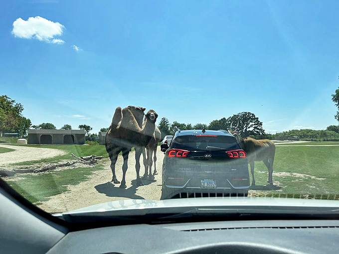 A camel contemplates the car ahead, perhaps wondering if these strange metal beasts ever need water as they do.