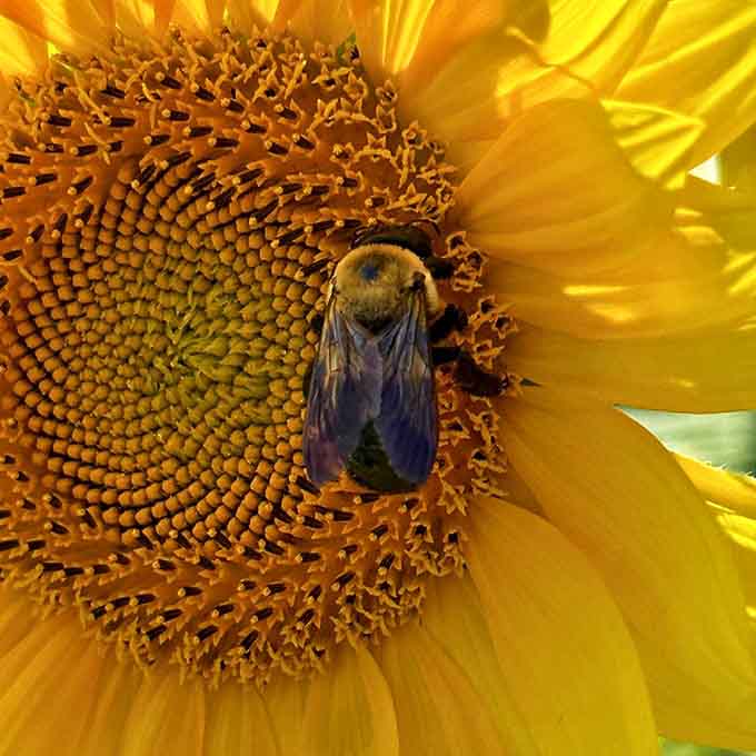 Nature's perfect partnership&mdash;a busy carpenter bee collects pollen, ensuring next year's blooms while fueling its own industrious colony.